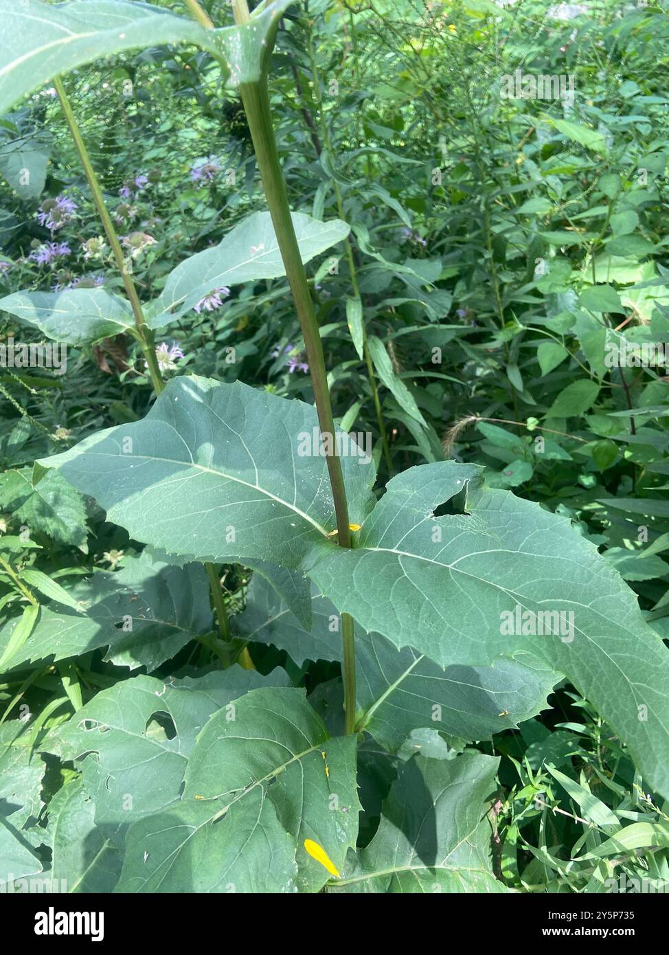 cup plant (Silphium perfoliatum) Plantae Stock Photo - Alamy