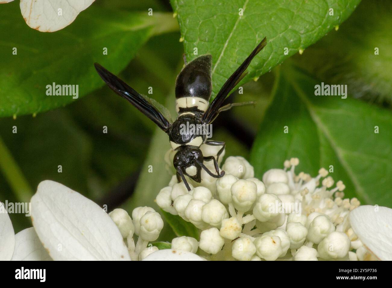 Four-toothed Mason Wasp (Monobia quadridens) Insecta Stock Photo - Alamy
