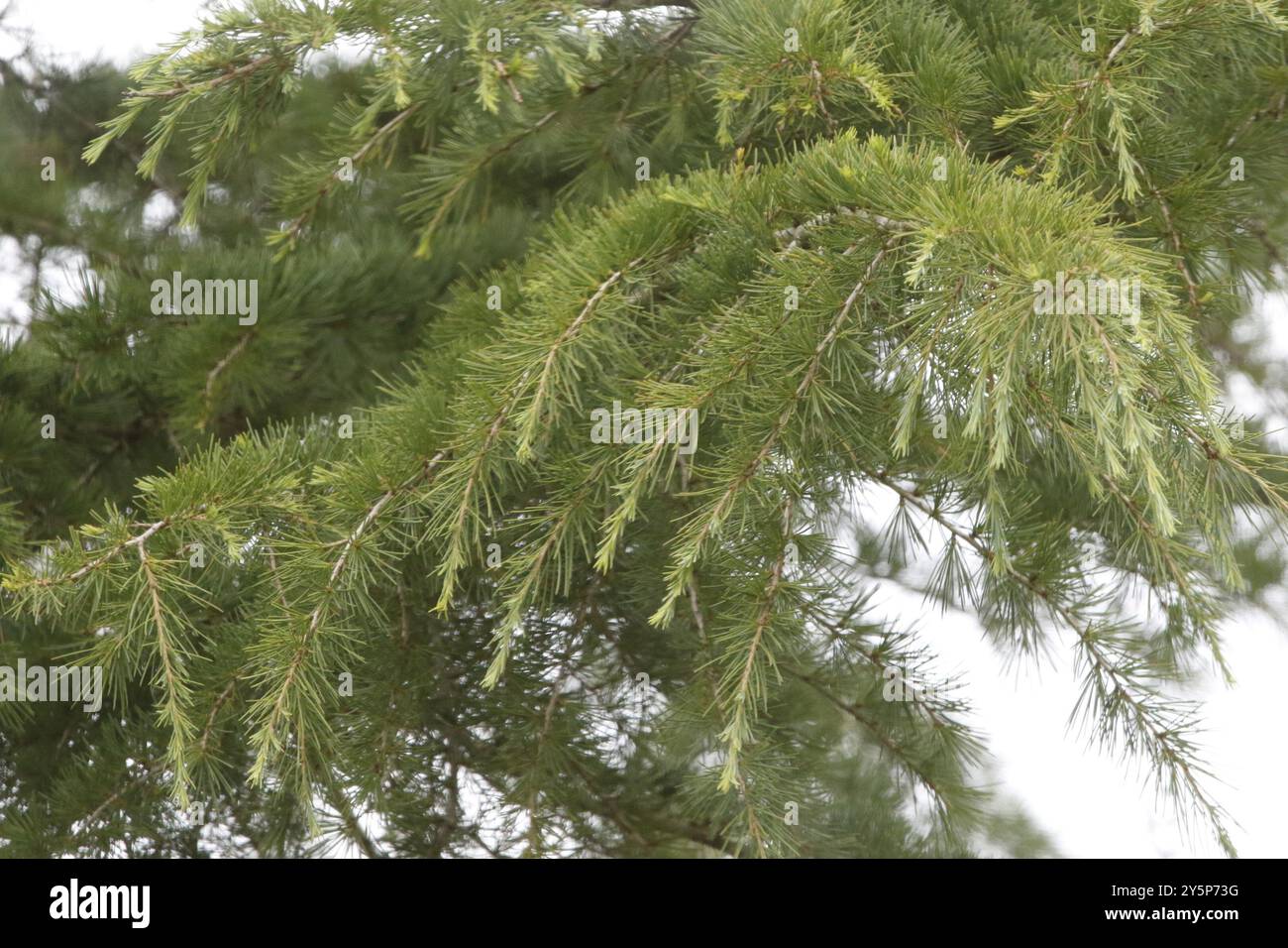 Deodar cedar (Cedrus deodara) Plantae Stock Photo - Alamy