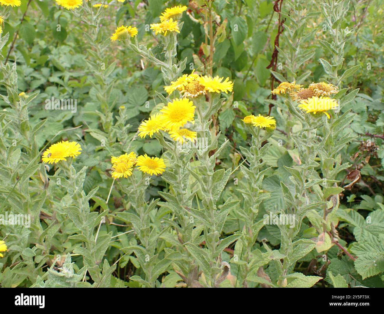 Common Fleabane (Pulicaria dysenterica) Plantae Stock Photo - Alamy
