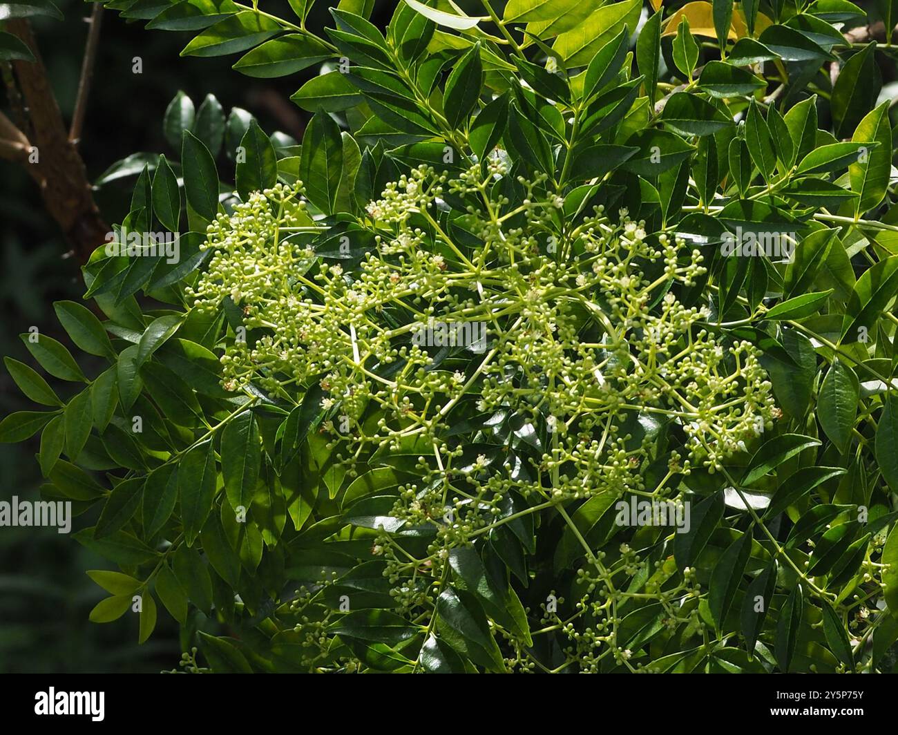 Chinese Wingleaf Prickly Ash (Zanthoxylum avicennae) Plantae Stock ...