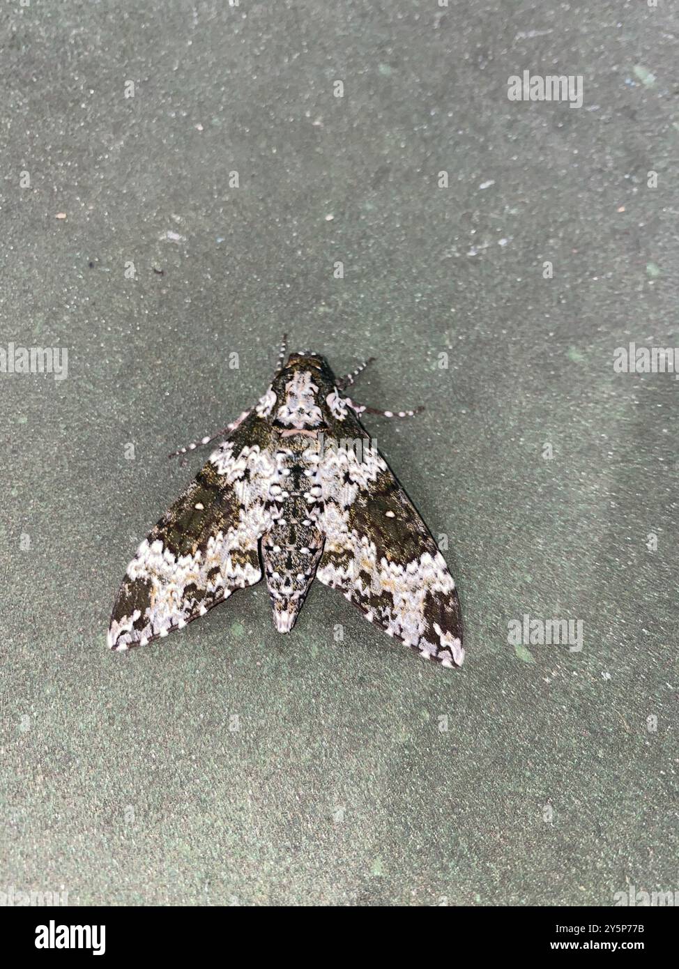 Rustic Sphinx (Manduca rustica) Insecta Stock Photo - Alamy
