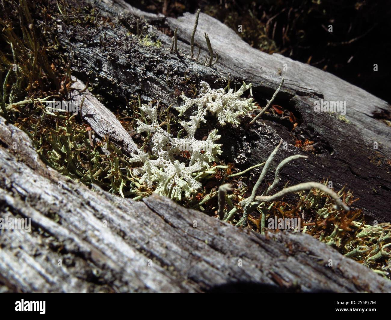 Coral lichen (Pulchrocladia retipora) Fungi Stock Photo - Alamy