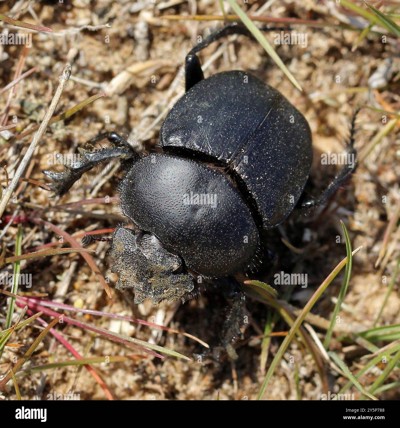 Scarabaeus typhon hi-res stock photography and images - Alamy