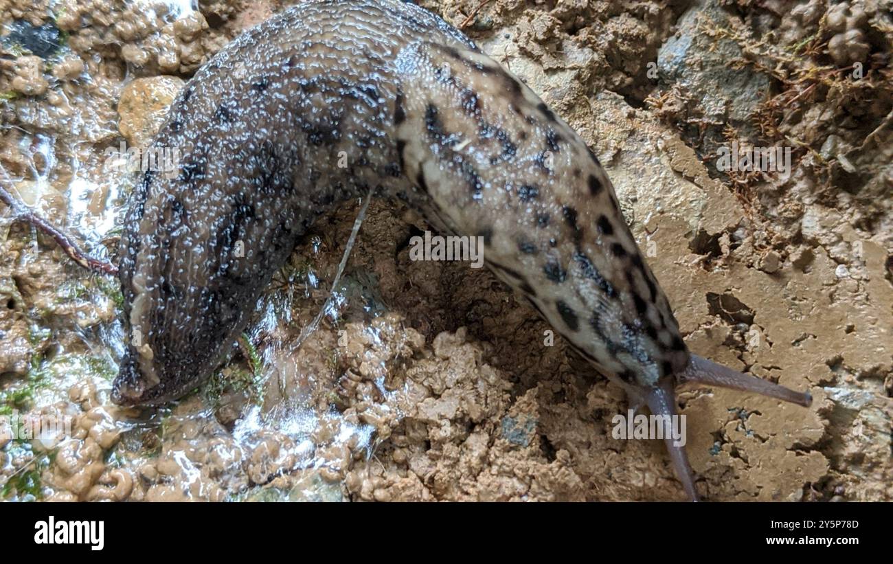 Leopard Slug (Limax maximus) Mollusca Stock Photo - Alamy