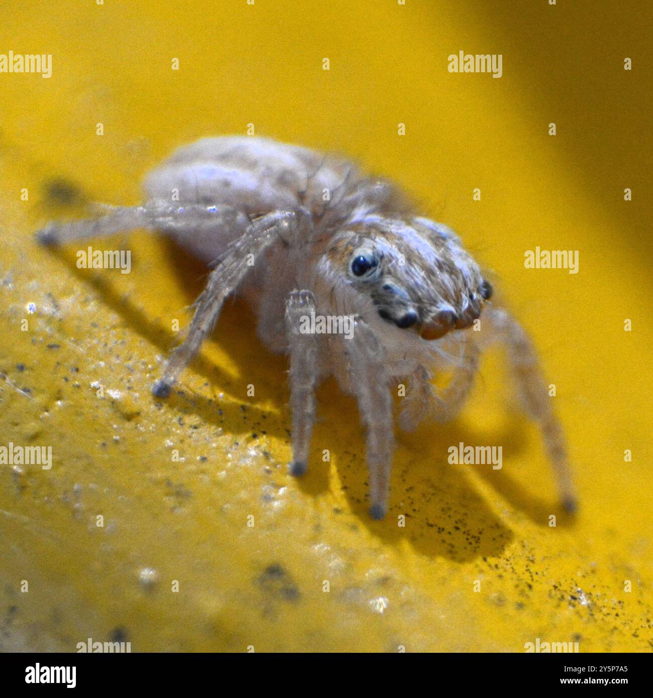 Bluelip Evarcha Jumping Spider (Evarcha flagellaris) Arachnida Stock ...
