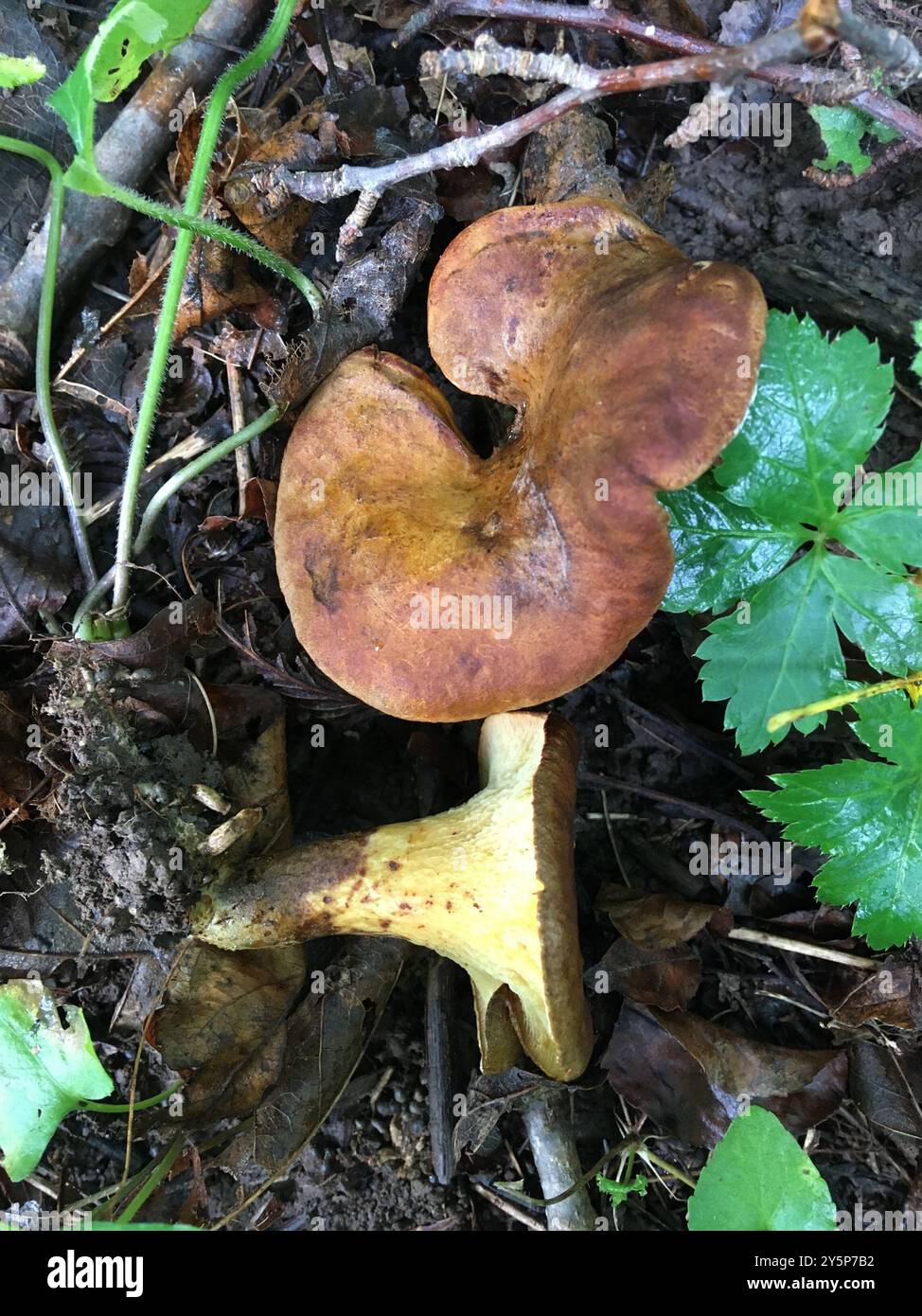 ash-tree bolete (Boletinellus merulioides) Fungi Stock Photo - Alamy
