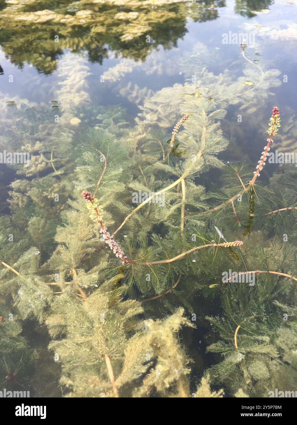 Eurasian water-milfoil (Myriophyllum spicatum) Plantae Stock Photo - Alamy