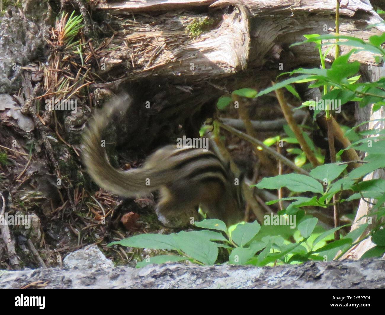 Yellow-pine Chipmunk (Neotamias amoenus) Mammalia Stock Photo - Alamy