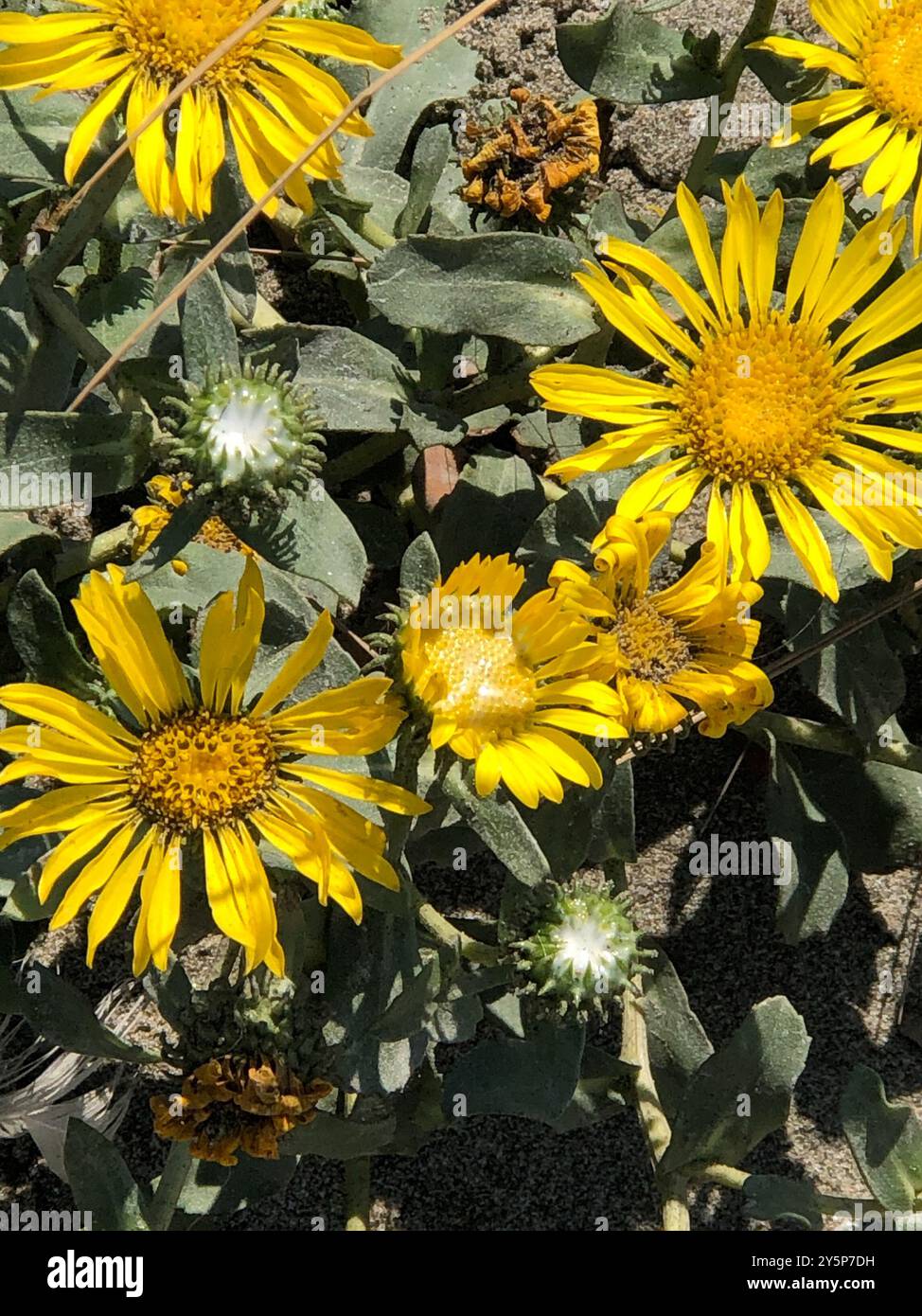 Oregon Gumplant (Grindelia stricta) Plantae Stock Photo - Alamy