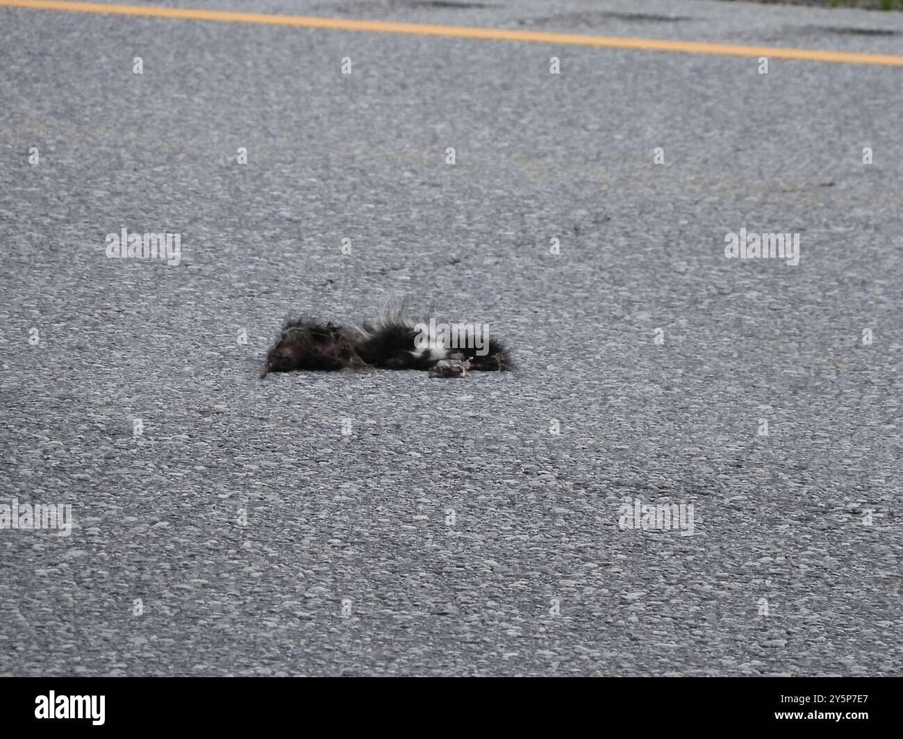 Striped Skunk (Mephitis mephitis) Mammalia Stock Photo - Alamy