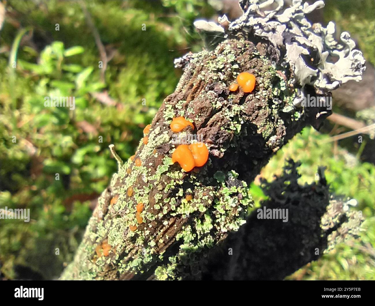 witch's butter (Tremella mesenterica) Fungi Stock Photo - Alamy