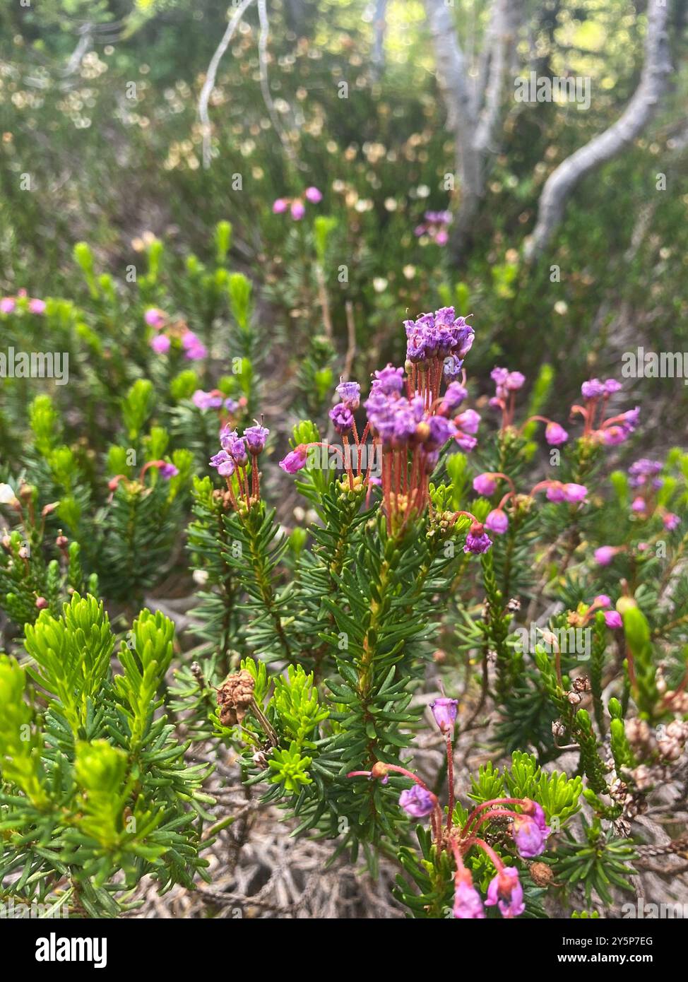 pink mountainheath (Phyllodoce empetriformis) Plantae Stock Photo - Alamy