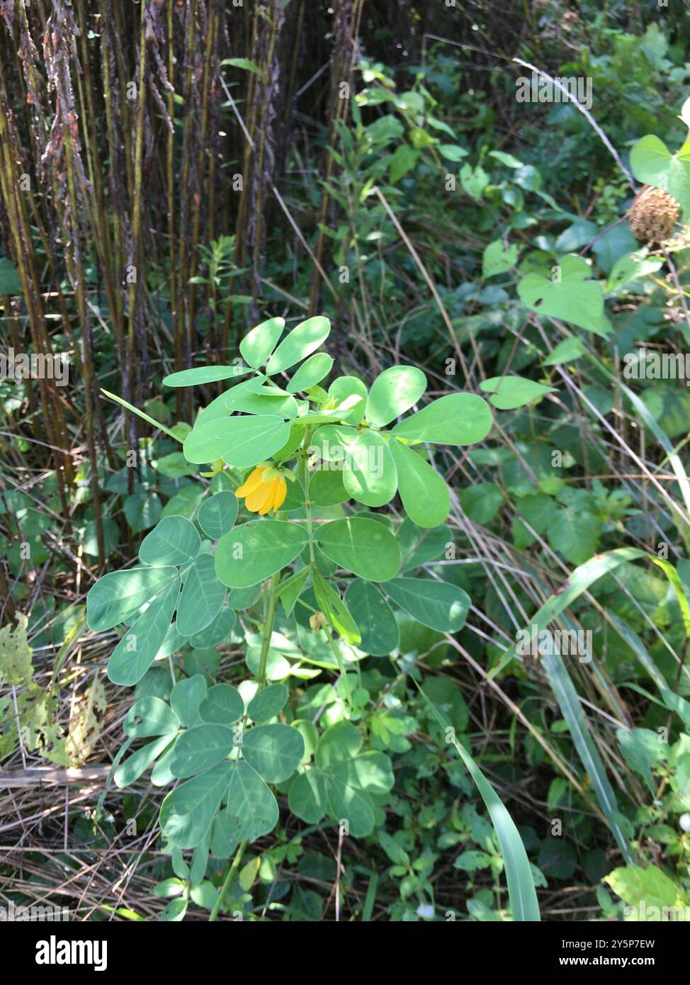American Sicklepod (Senna obtusifolia) Plantae Stock Photo - Alamy