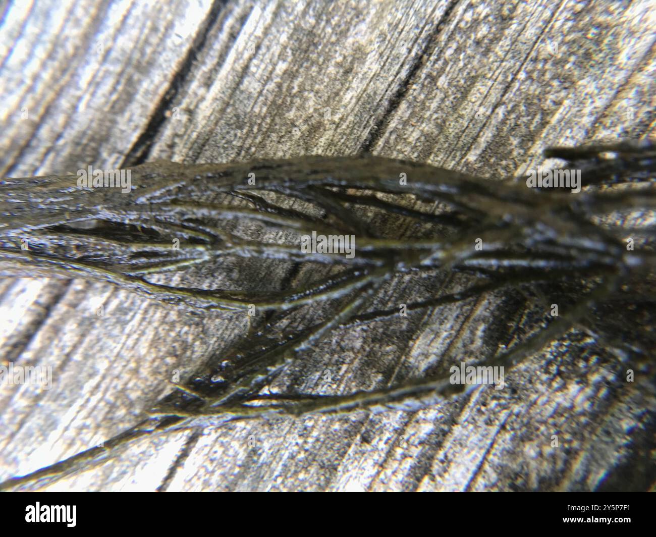 coontail (Ceratophyllum demersum) Plantae Stock Photo - Alamy