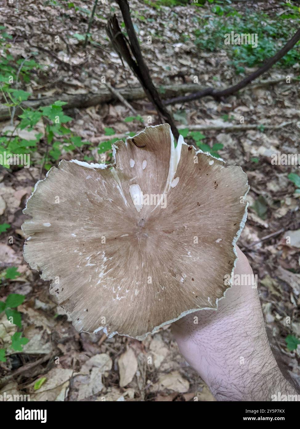 Eastern American Platterful Mushroom (Megacollybia rodmanii) Fungi ...