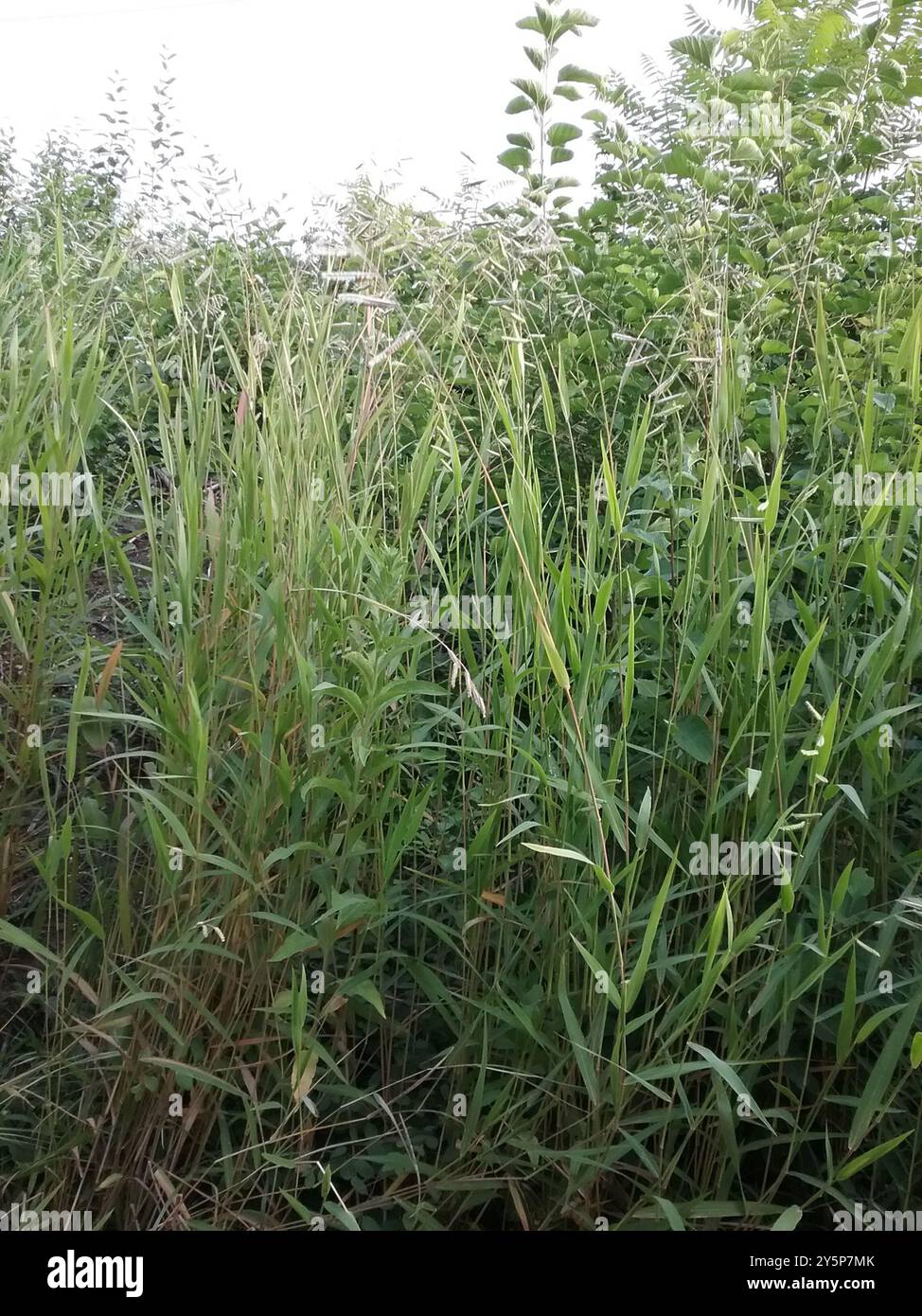Hairy Cupgrass (Eriochloa villosa) Plantae Stock Photo - Alamy