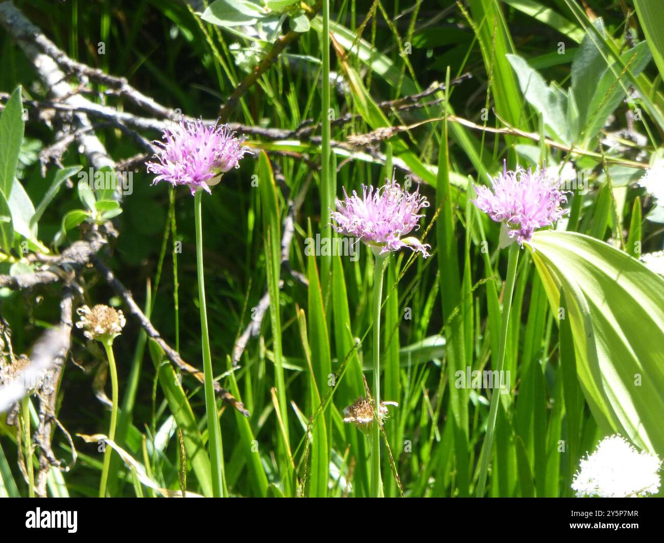 Swamp Onion (Allium validum) Plantae Stock Photo - Alamy