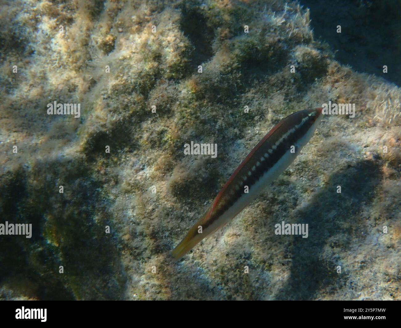 Mediterranean Rainbow Wrasse (Coris julis) Actinopterygii Stock Photo ...