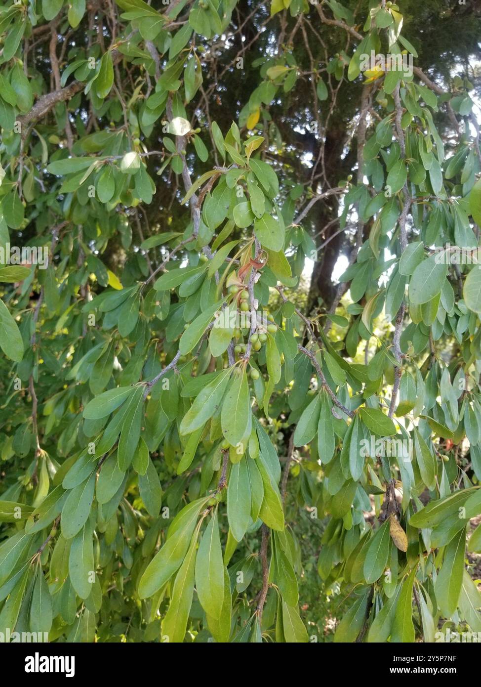 Gum bumelia (Sideroxylon lanuginosum) Plantae Stock Photo - Alamy