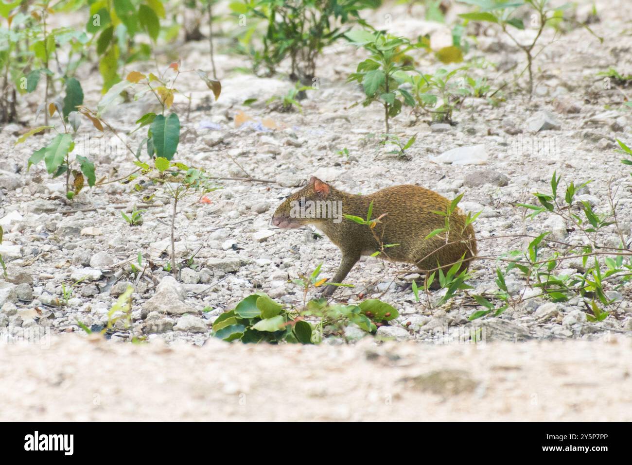 Central American Agouti (Dasyprocta punctata) Mammalia Stock Photo - Alamy