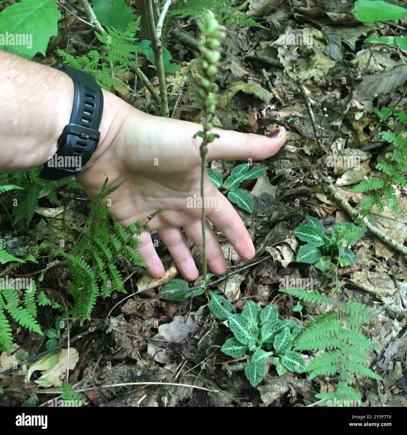 downy rattlesnake plantain (Goodyera pubescens) Plantae Stock Photo - Alamy