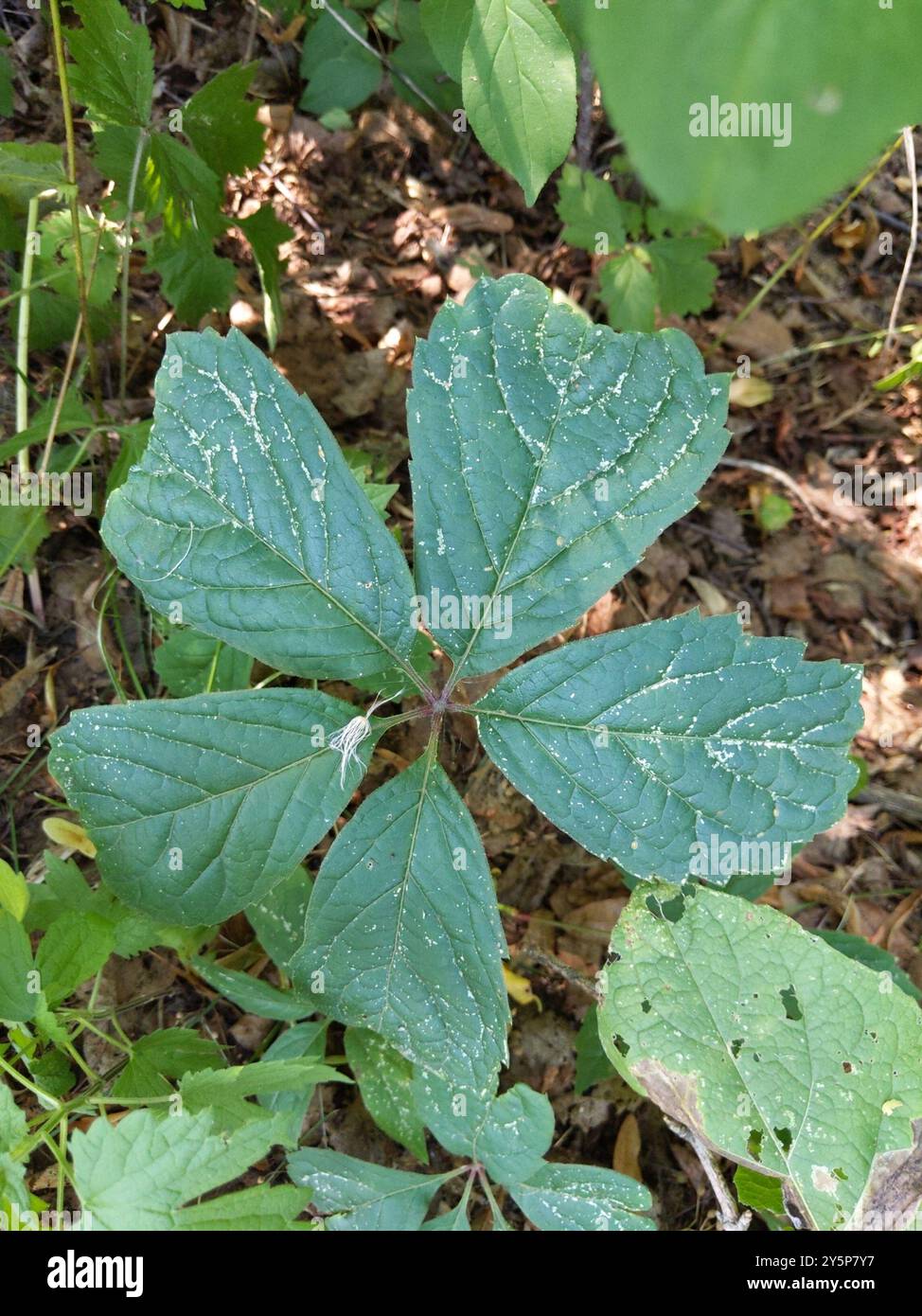 thicket creeper (Parthenocissus inserta) Plantae Stock Photo - Alamy