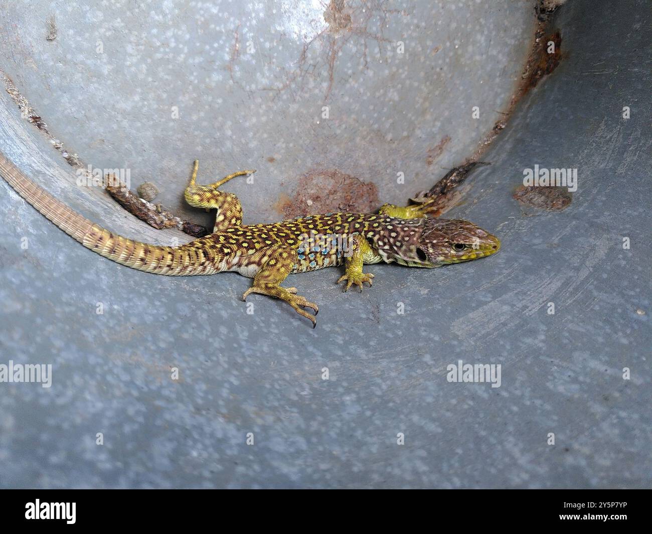 Ocellated Lizard (Timon lepidus) Reptilia Stock Photo - Alamy