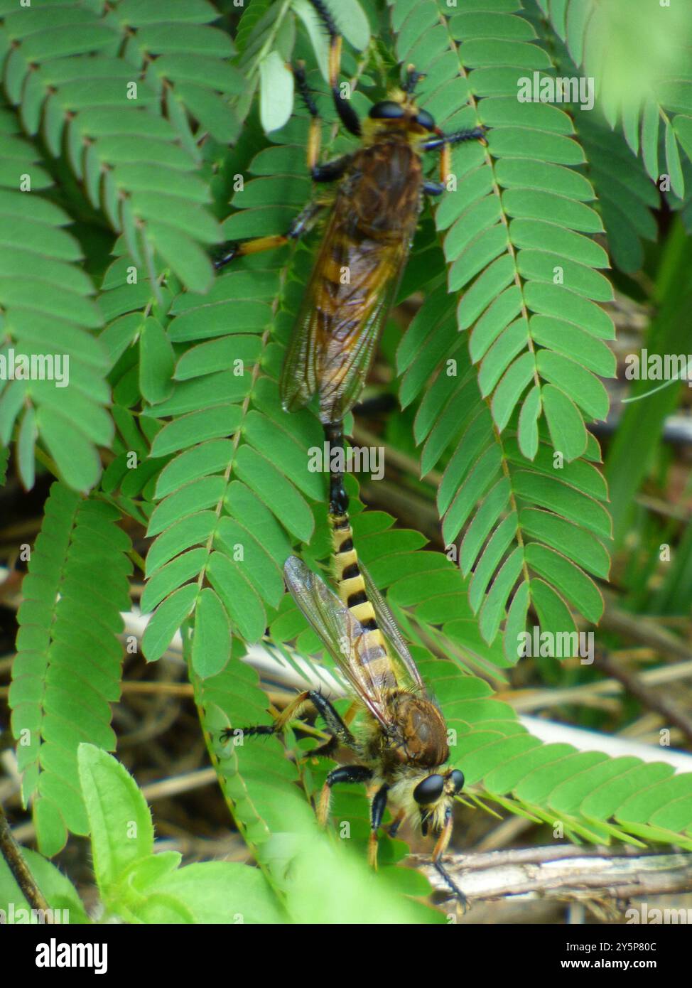 Red-footed Cannibal Fly (Promachus rufipes) Insecta Stock Photo - Alamy
