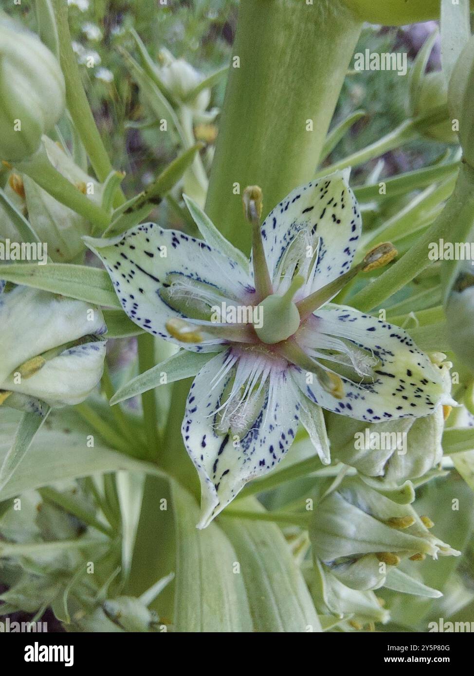 monument plant (Frasera speciosa) Plantae Stock Photo - Alamy