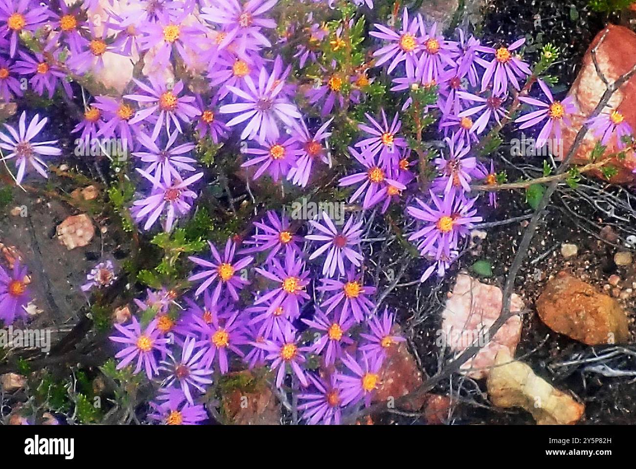 Common Fine Felicia (Felicia filifolia filifolia) Plantae Stock Photo ...