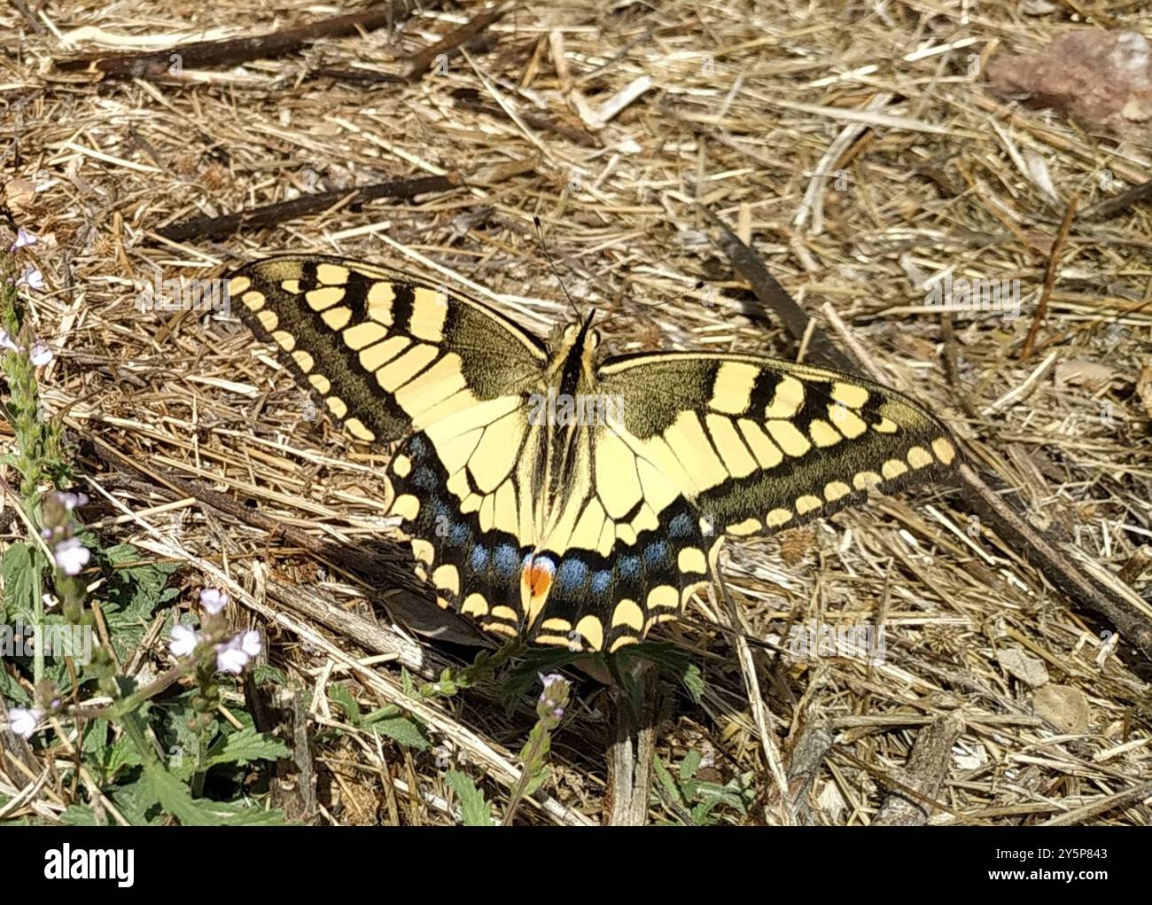 Old World Swallowtail (Papilio machaon) Insecta Stock Photo - Alamy