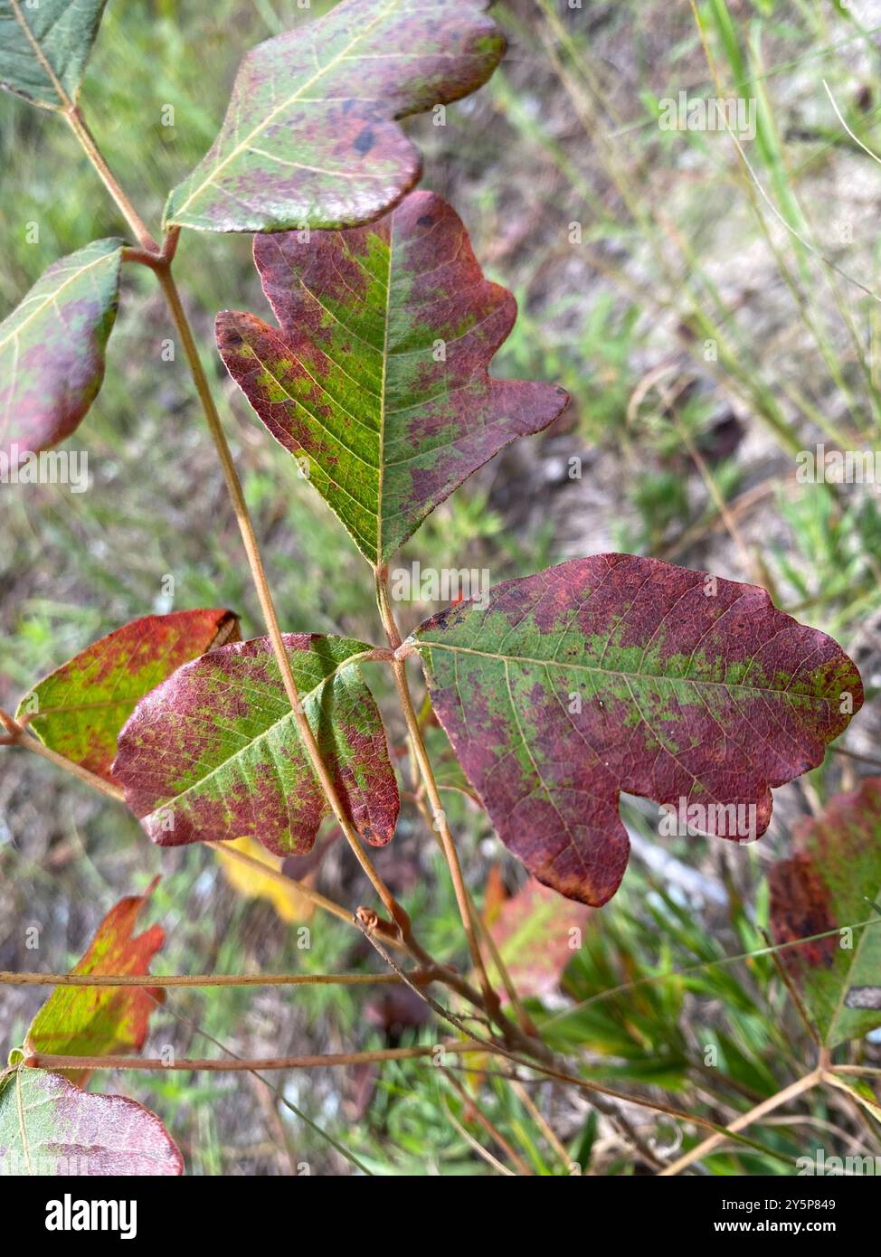 Atlantic poison oak (Toxicodendron pubescens) Plantae Stock Photo - Alamy