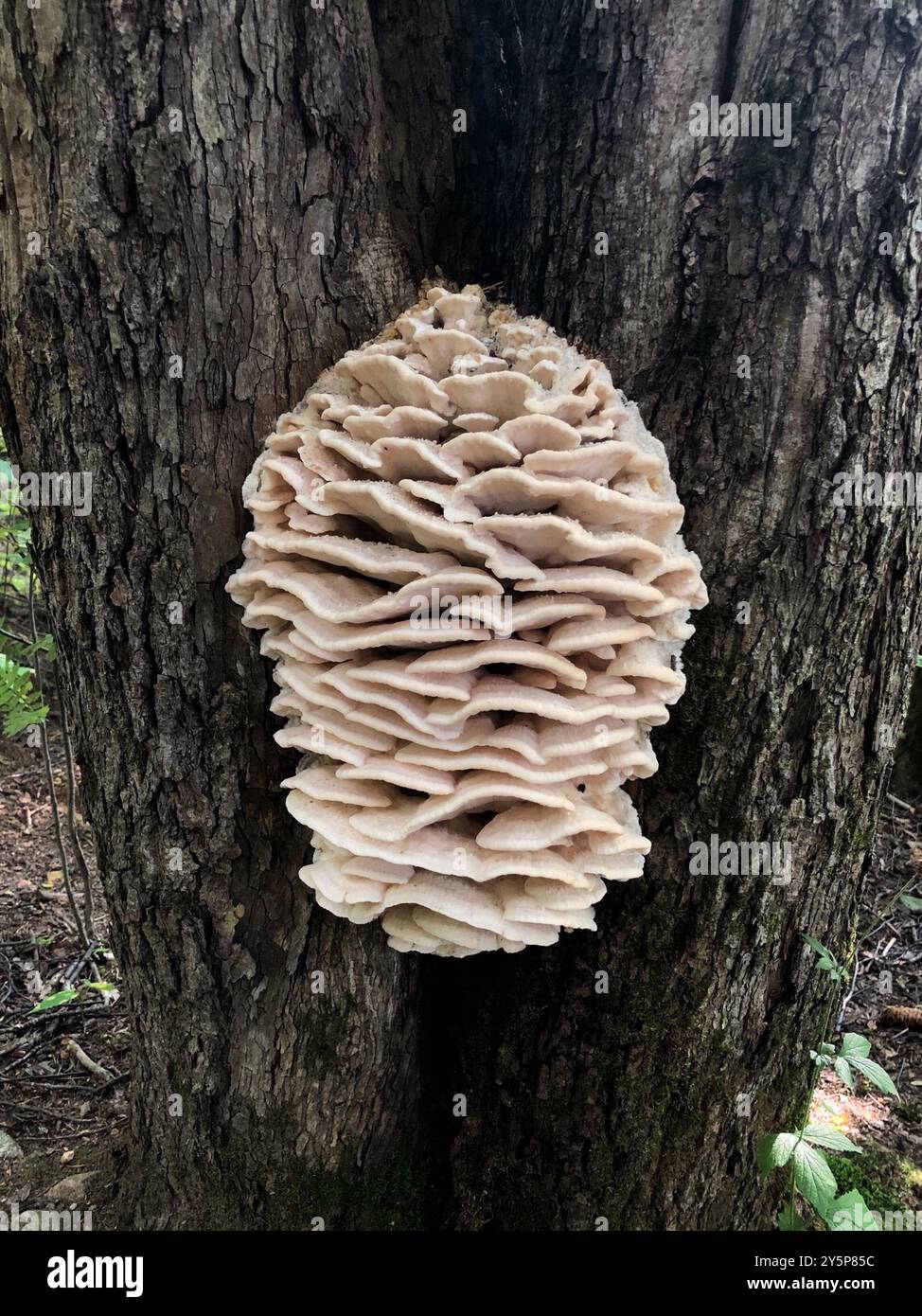 Northern Tooth (Climacodon septentrionalis) Fungi Stock Photo - Alamy