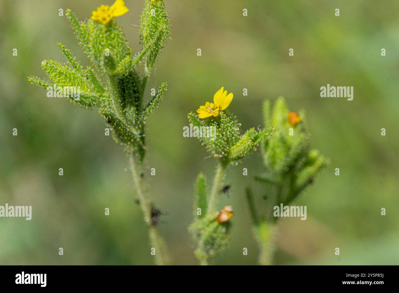 mountain tarweed (Madia glomerata) Plantae Stock Photo - Alamy