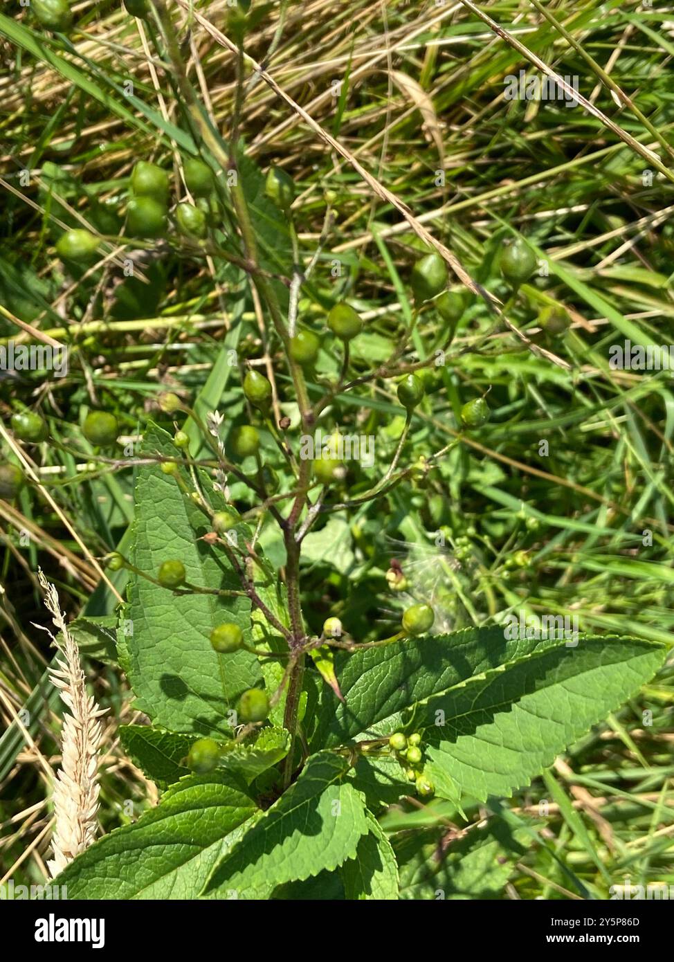Common Figwort (Scrophularia nodosa) Plantae Stock Photo - Alamy