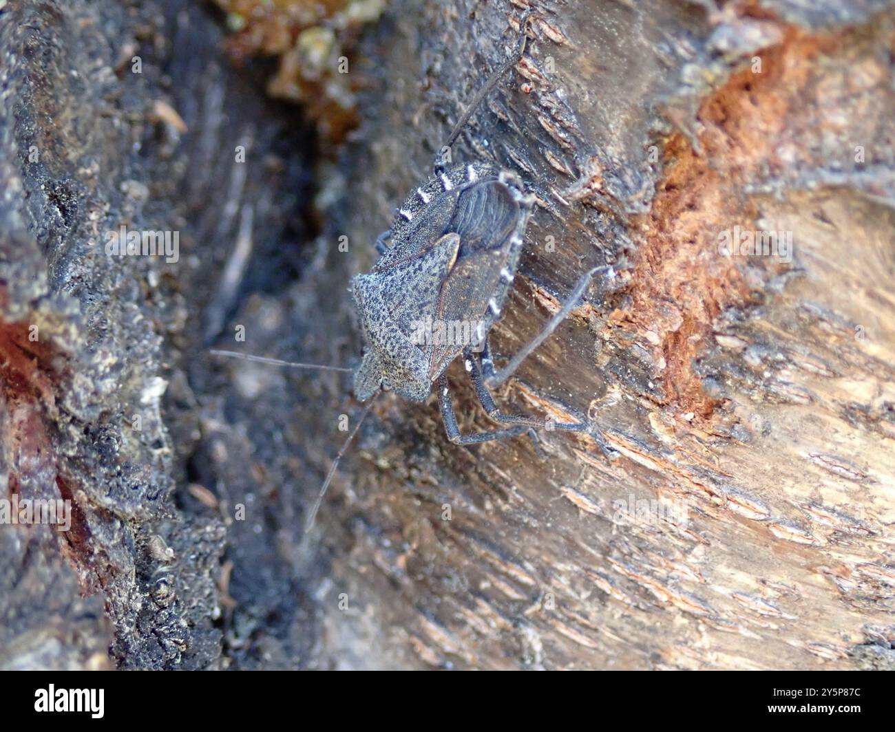 Mediterranean Spiny Stink Bug (Mustha spinosula) Insecta Stock Photo ...