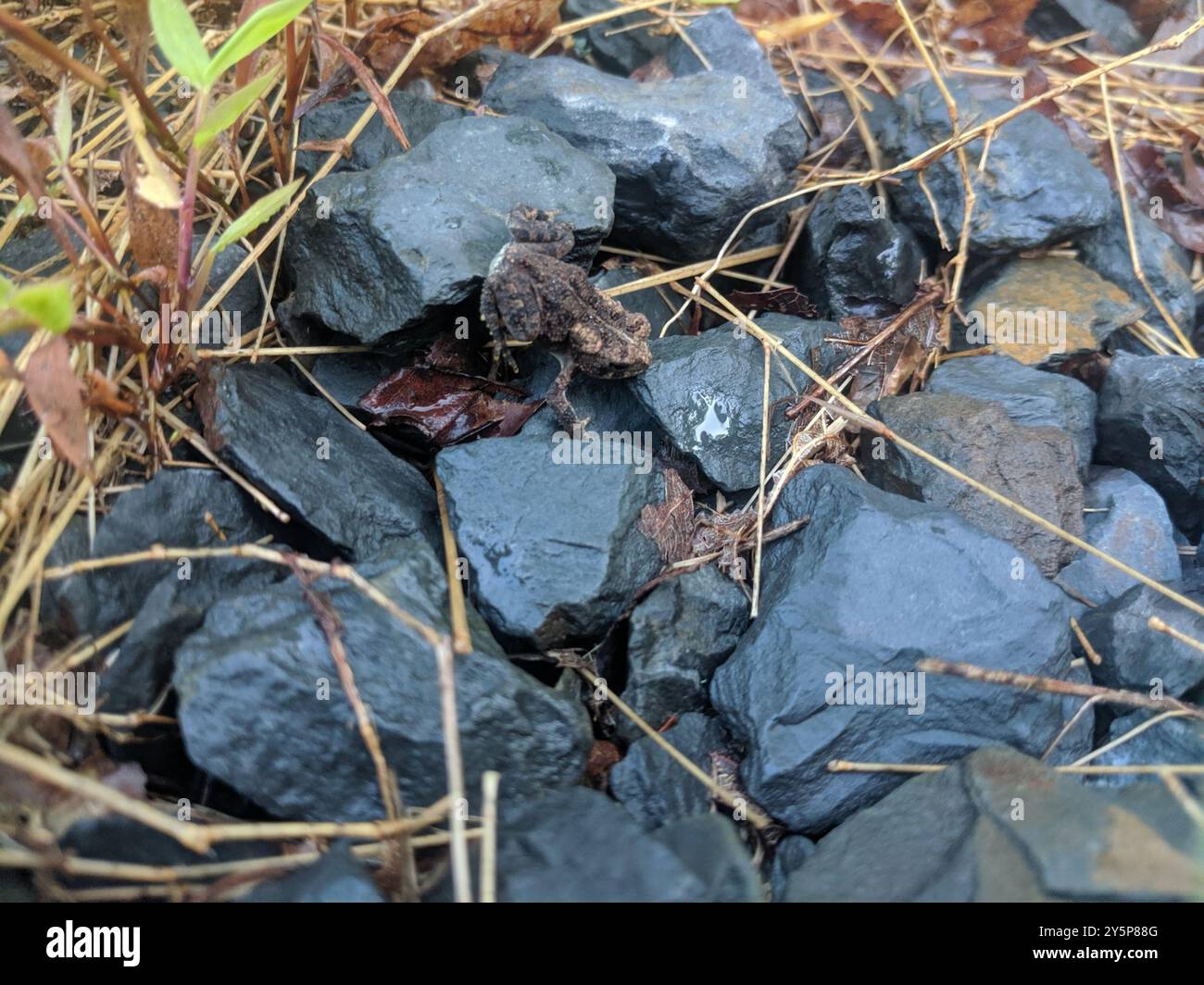 Eastern American Toad (Anaxyrus americanus americanus) Amphibia Stock ...