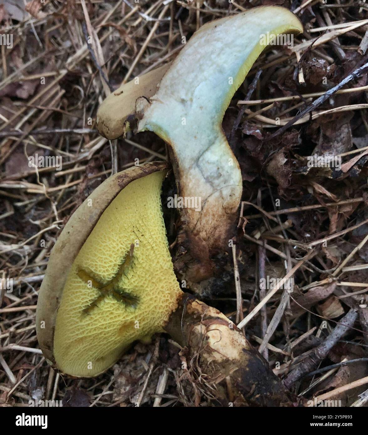 ash-tree bolete (Boletinellus merulioides) Fungi Stock Photo - Alamy