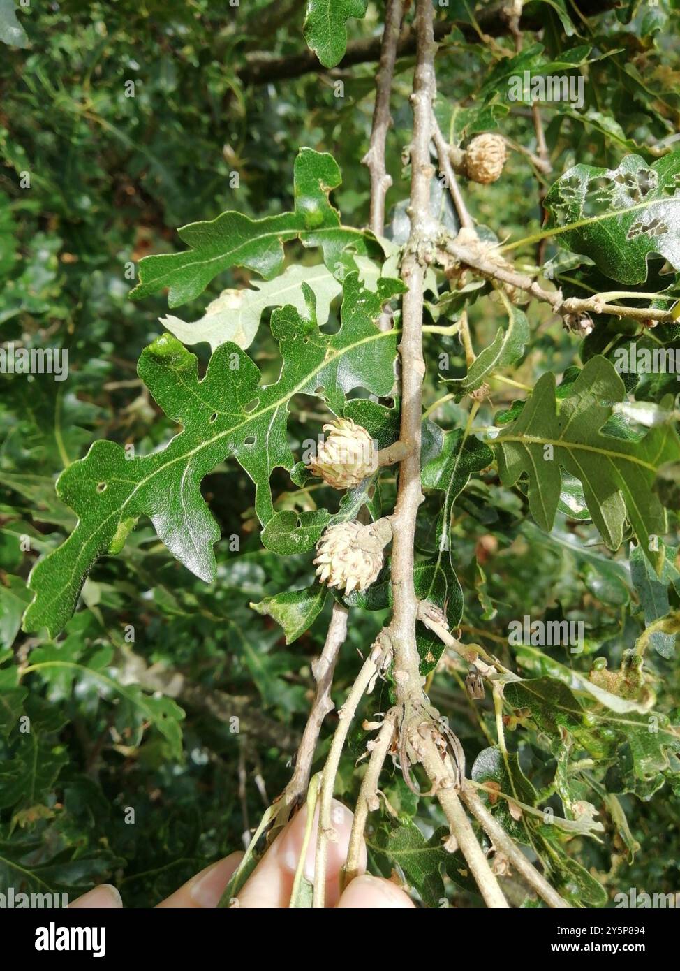 Turkey Oak (Quercus cerris) Plantae Stock Photo - Alamy