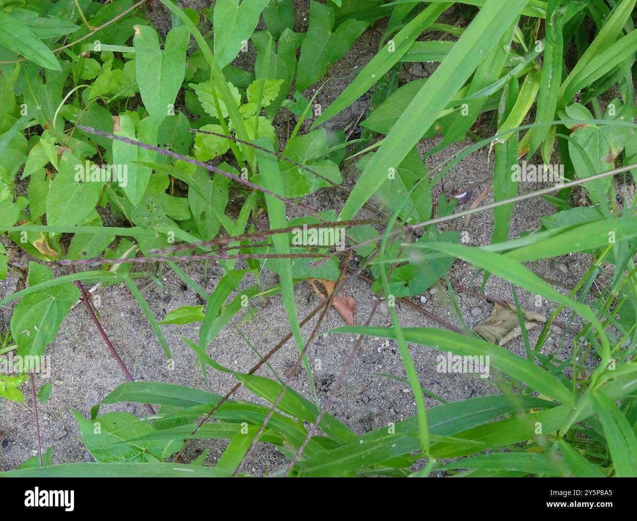 Hairy Crabgrass (Digitaria sanguinalis) Plantae Stock Photo - Alamy