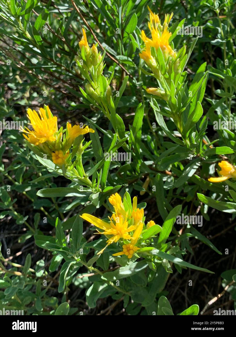Bloomer's goldenbush (Ericameria bloomeri) Plantae Stock Photo - Alamy
