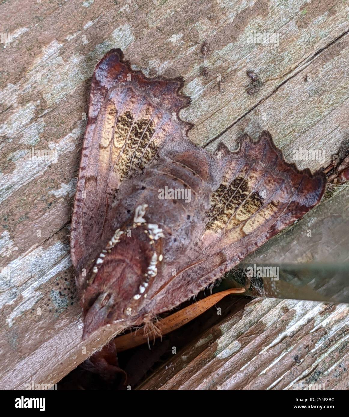 Herald Moth (Scoliopteryx libatrix) Insecta Stock Photo - Alamy