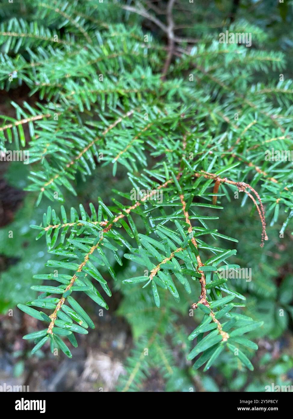 Carolina hemlock (Tsuga caroliniana) Plantae Stock Photo - Alamy