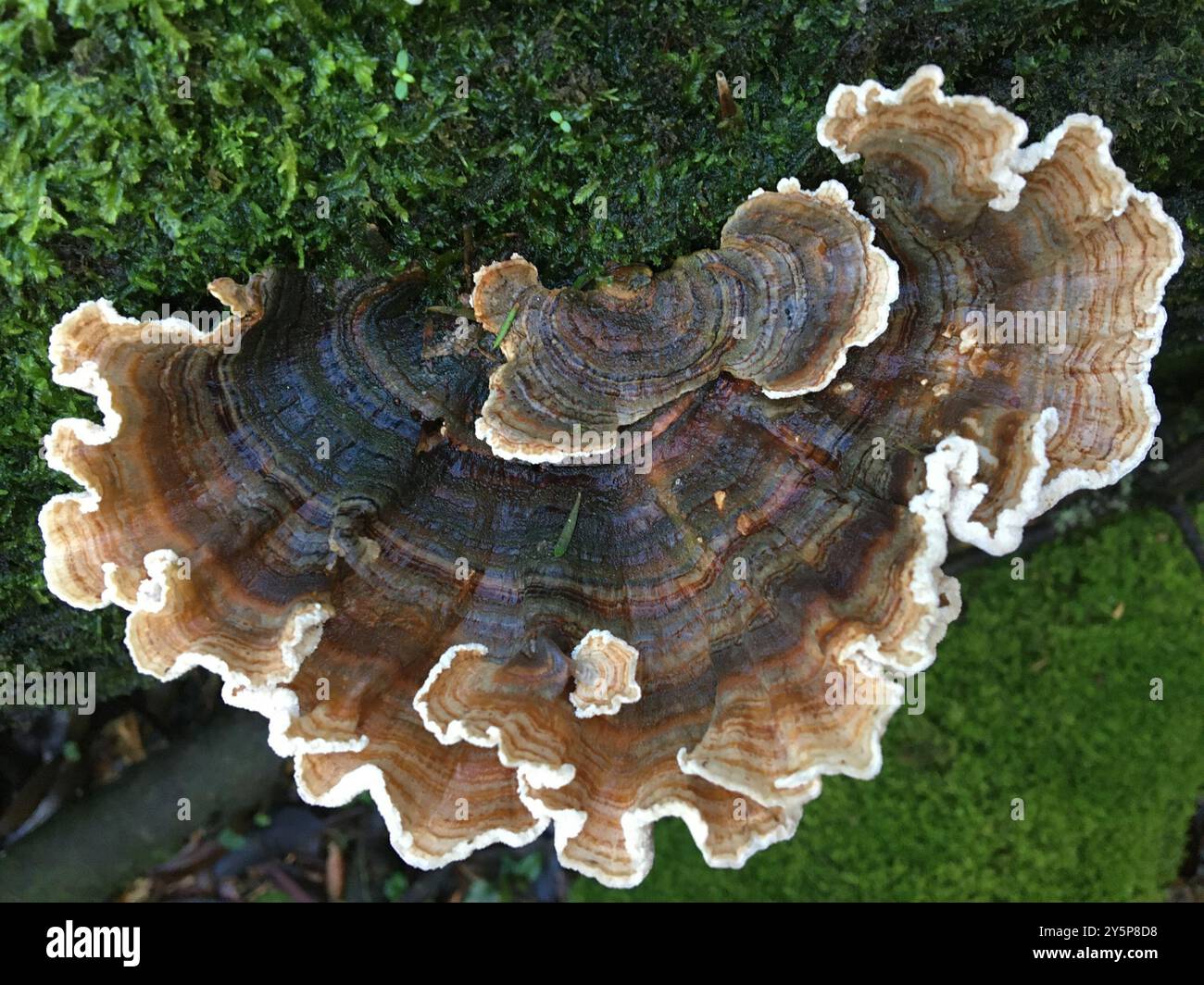 turkey-tail (Trametes versicolor) Fungi Stock Photo - Alamy