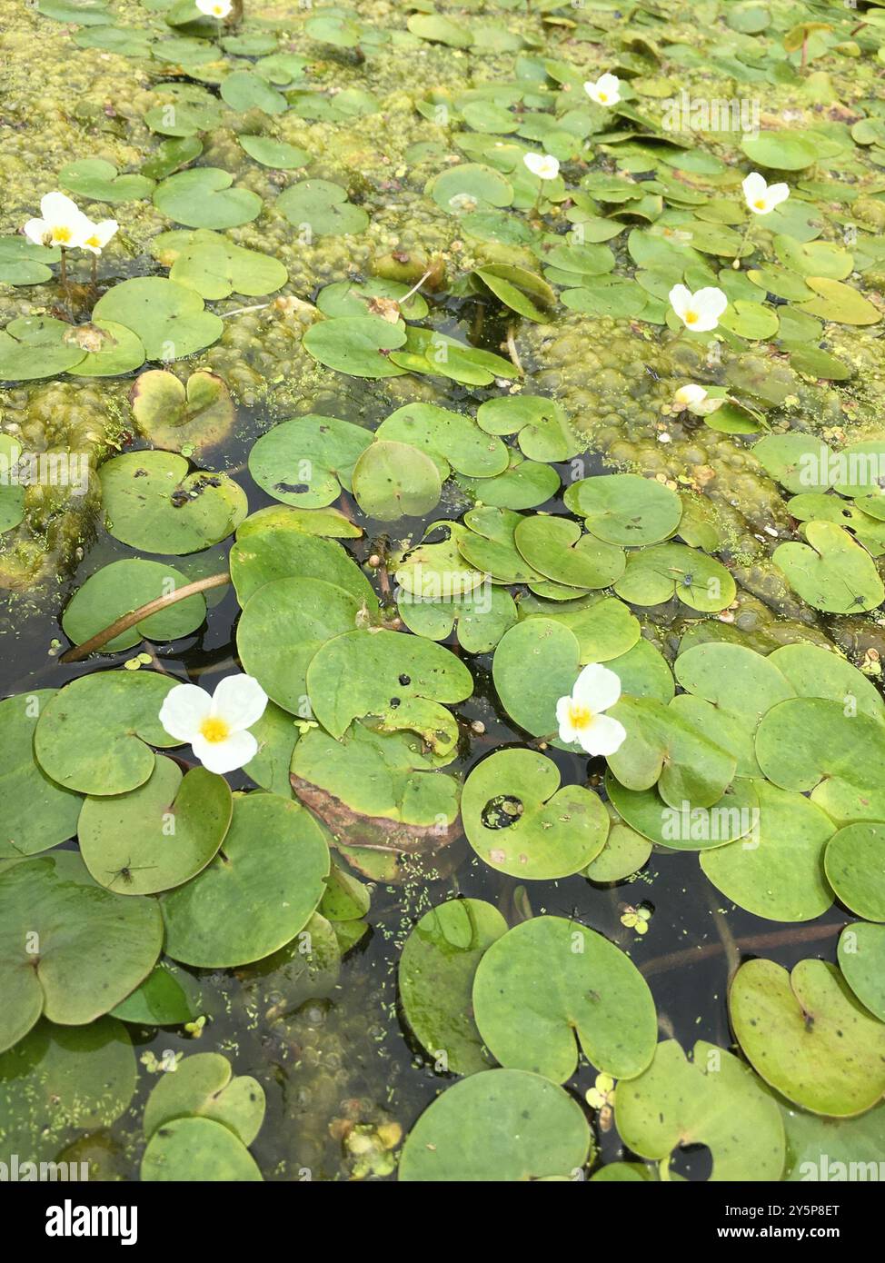 European Frog-bit (Hydrocharis morsus-ranae) Plantae Stock Photo - Alamy