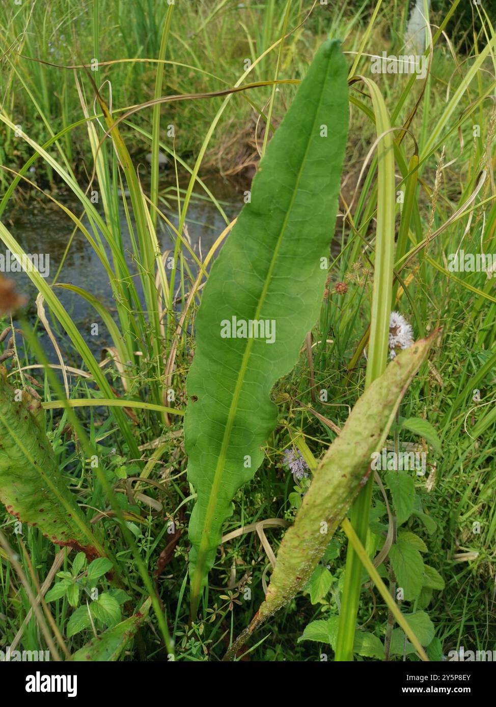 Greater Water Dock (Rumex britannica) Plantae Stock Photo - Alamy