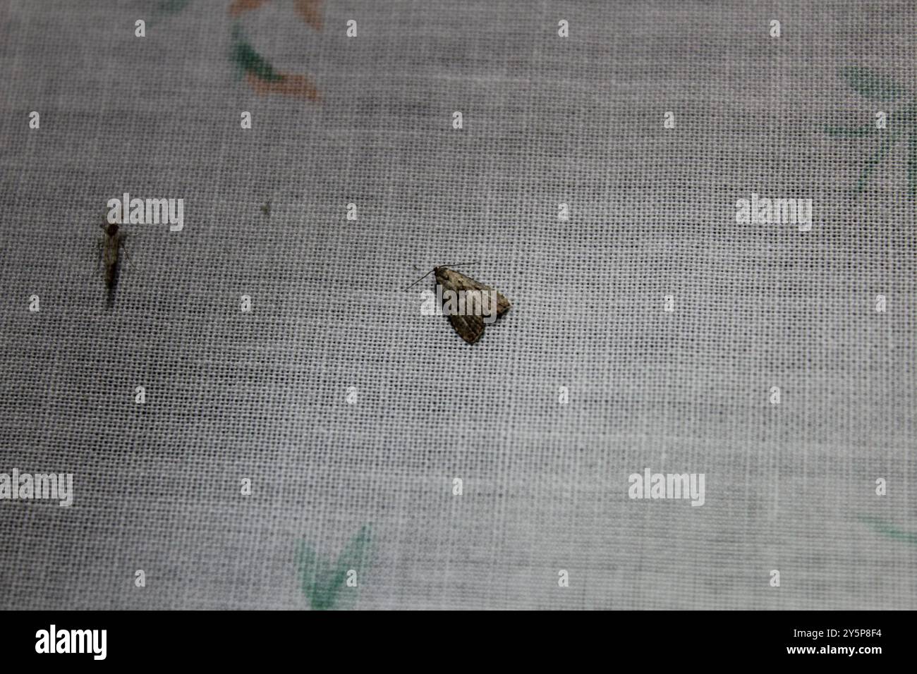 Broken-lined Hypenodes Moth (Hypenodes fractilinea) Insecta Stock Photo ...