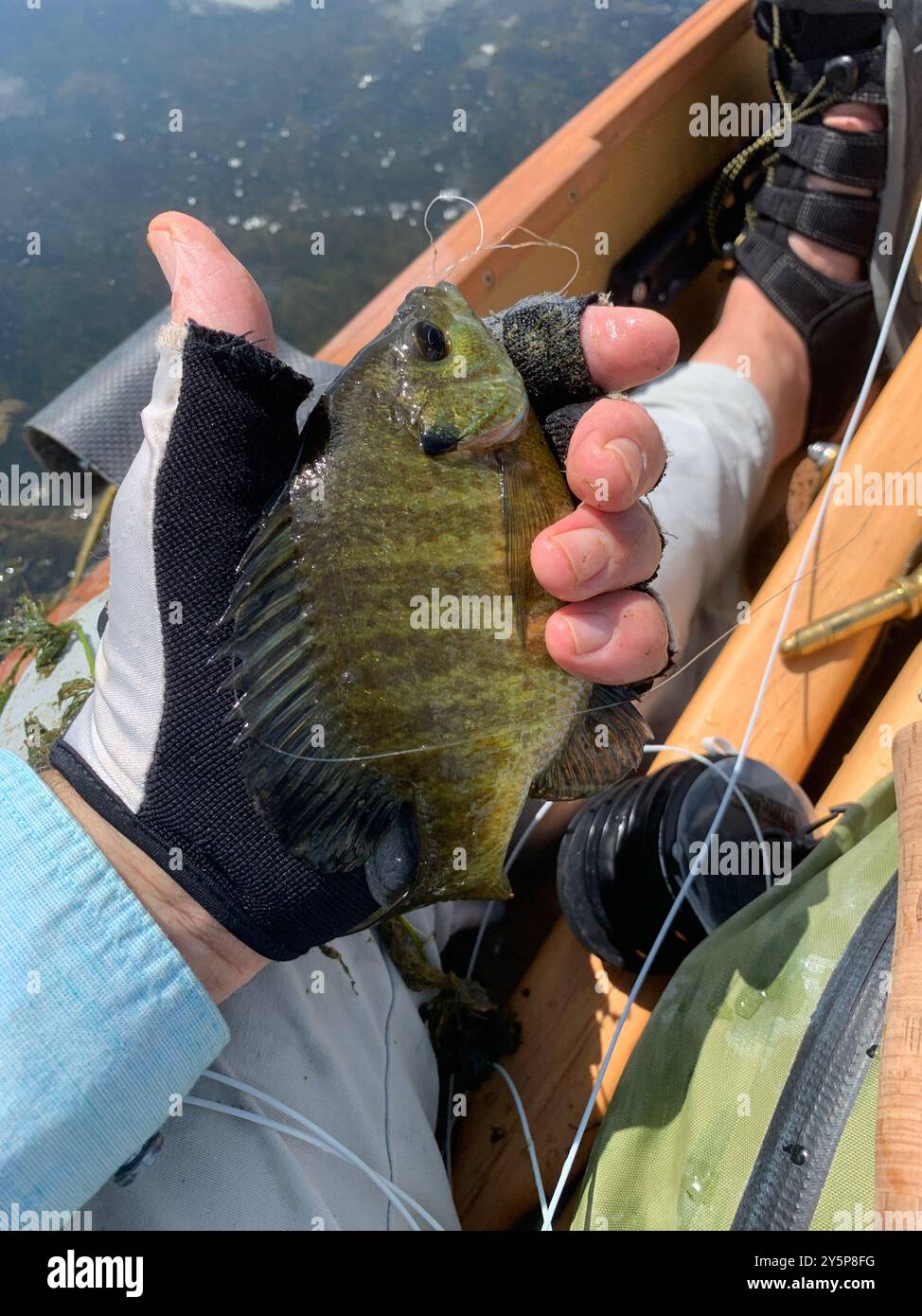 Bluegill (Lepomis macrochirus) Actinopterygii Stock Photo - Alamy