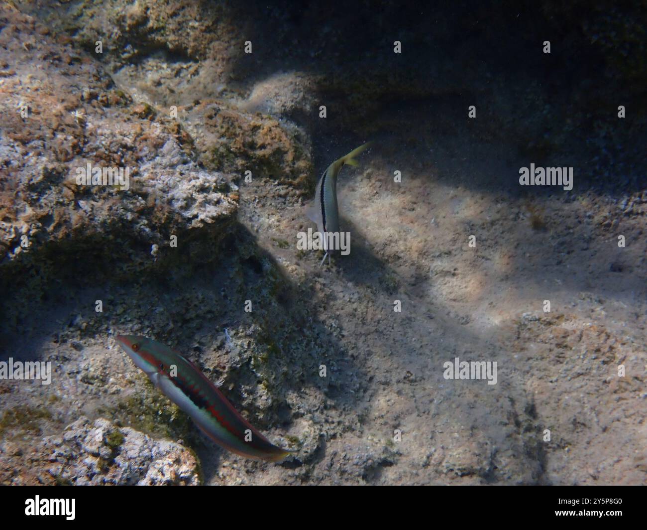 Mediterranean Rainbow Wrasse (Coris julis) Actinopterygii Stock Photo ...